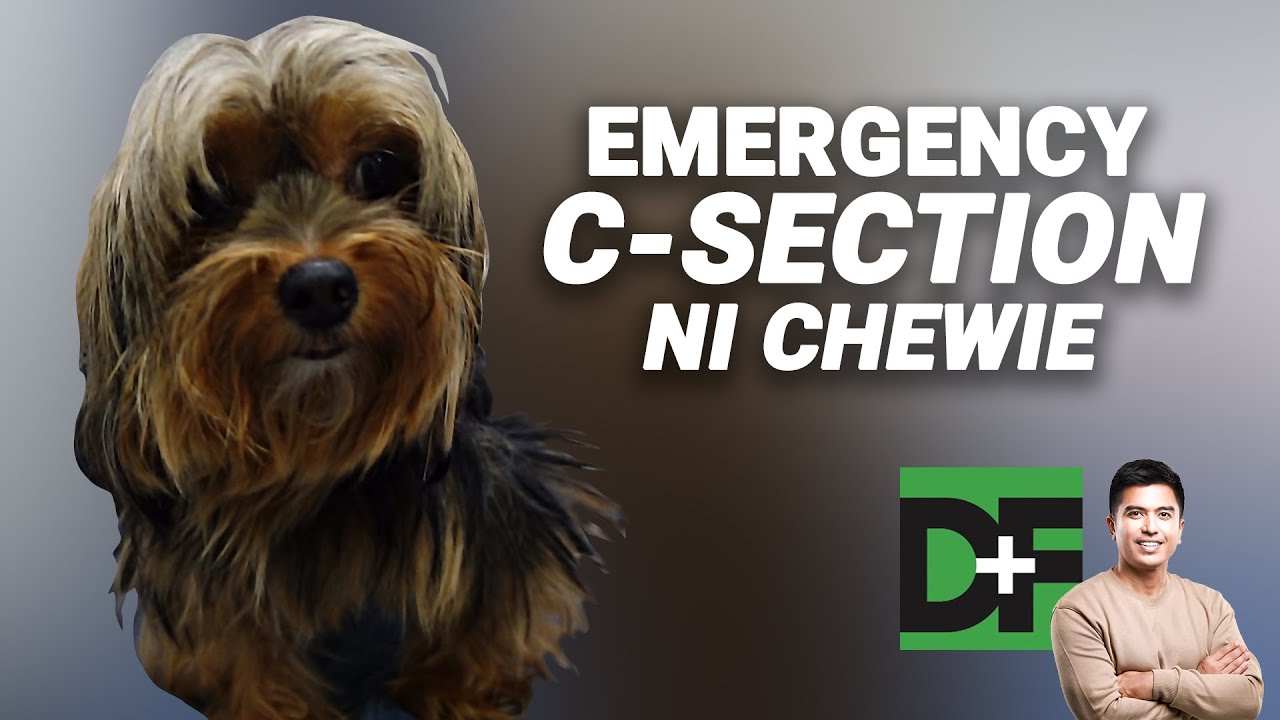 Emergency C- Section in a Yorkie - YouTube