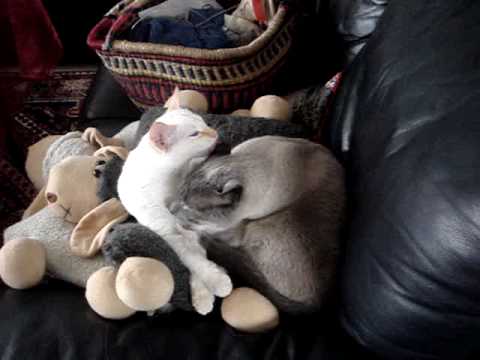 Little red point Siamese and grownup blue point Tonkanese in peace ...