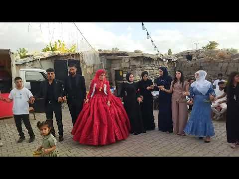 Muş Bulanık Sarıpınar köyü düğünleri Ağır Halay