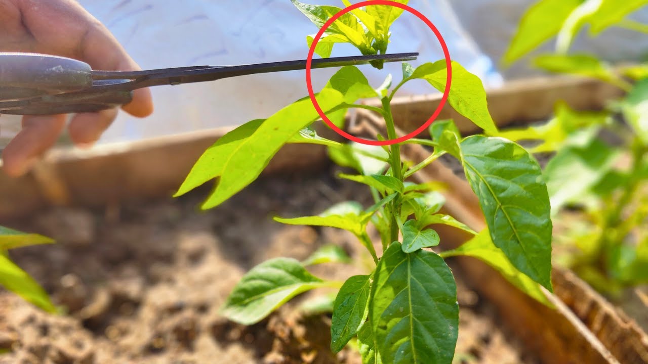 A Secret Tip To Get A Lot Of Fruit From One Chili Plant | Pinch Chili ...