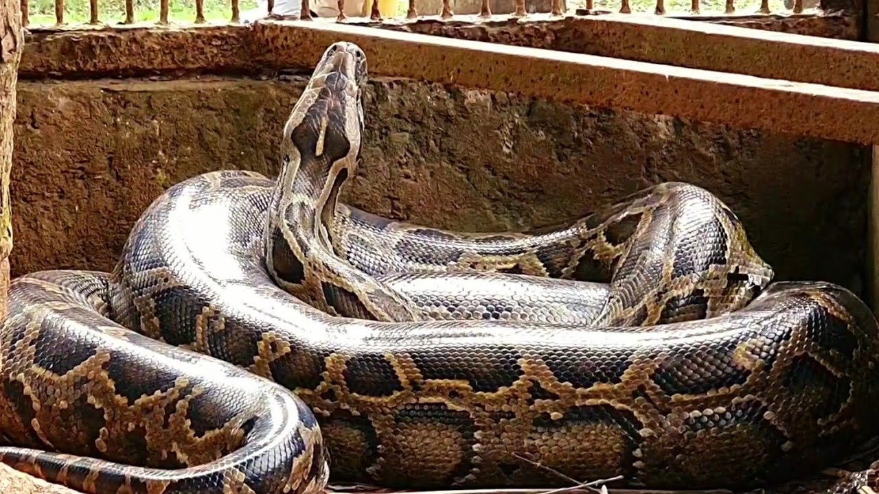 Reticulated Python (পাইথন) Malayopython reticulatus Animal life - YouTube
