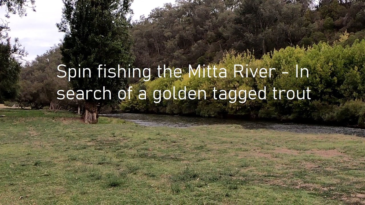 Spin fishing the Mitta River - in search of a golden tagged trout - YouTube