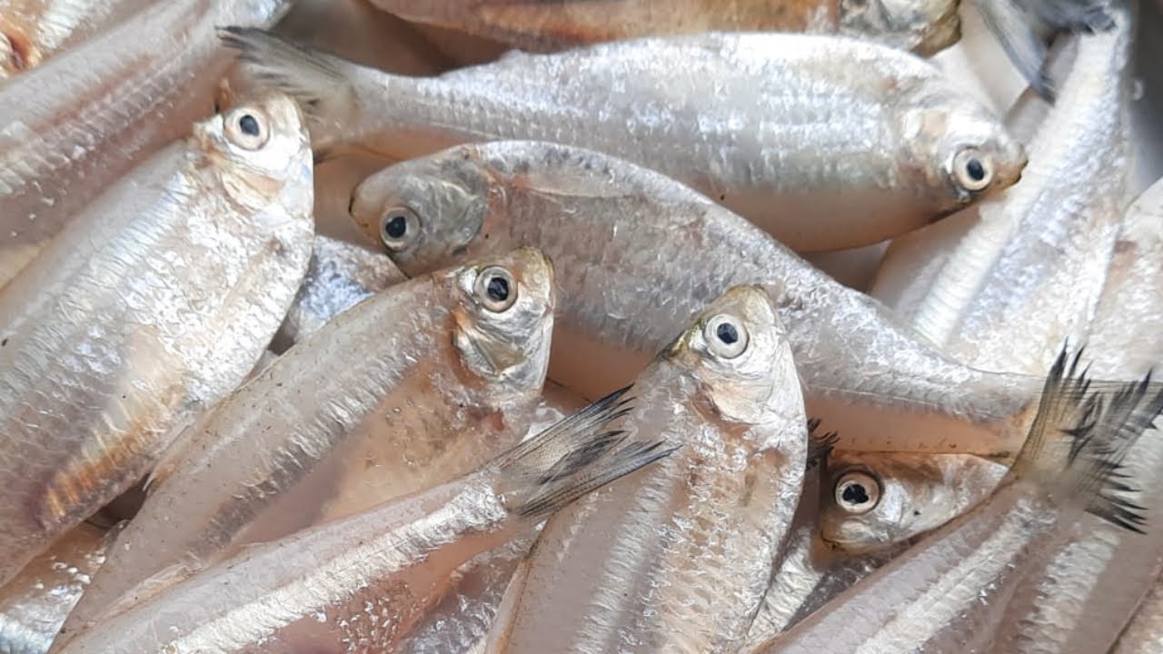 Silver fish | Fish curry | Velyache hooman | Goan fish curry | Curry ...