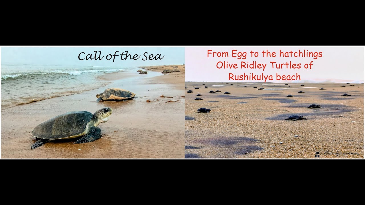 Call of the Sea: From Eggs to the Hatchlings - Olive Ridley turtles of ...