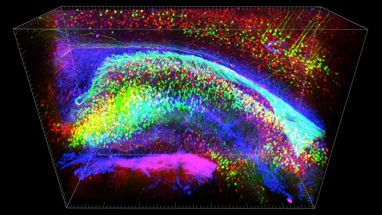 Science Bulletins: CLARITY Clears the Path to a See-Through Brain - YouTube
