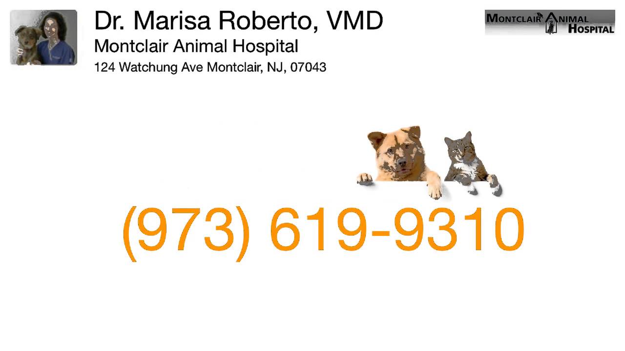 Dr. Marisa Roberto, VMD - (973) 619-9310 - Montclair, NJ 07043 - YouTube