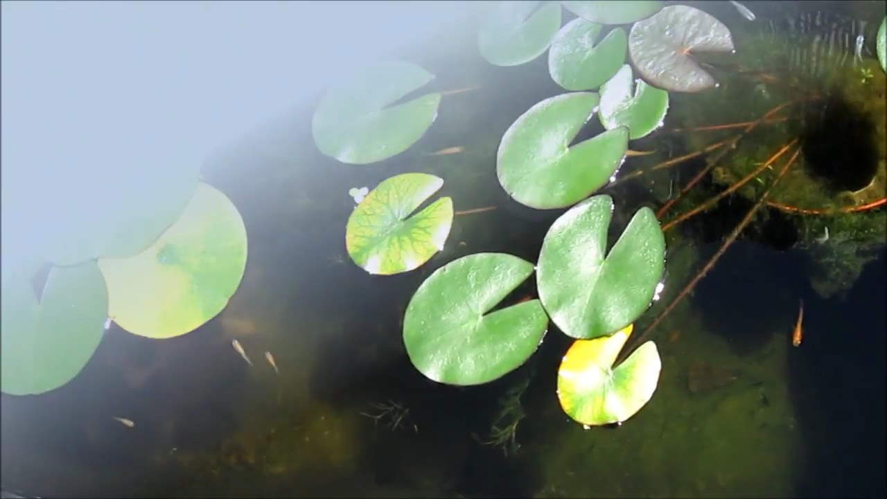 Medaka (Oryzias latipes) in pond - Japanese Rice Fish - メダカ - laghetto ...