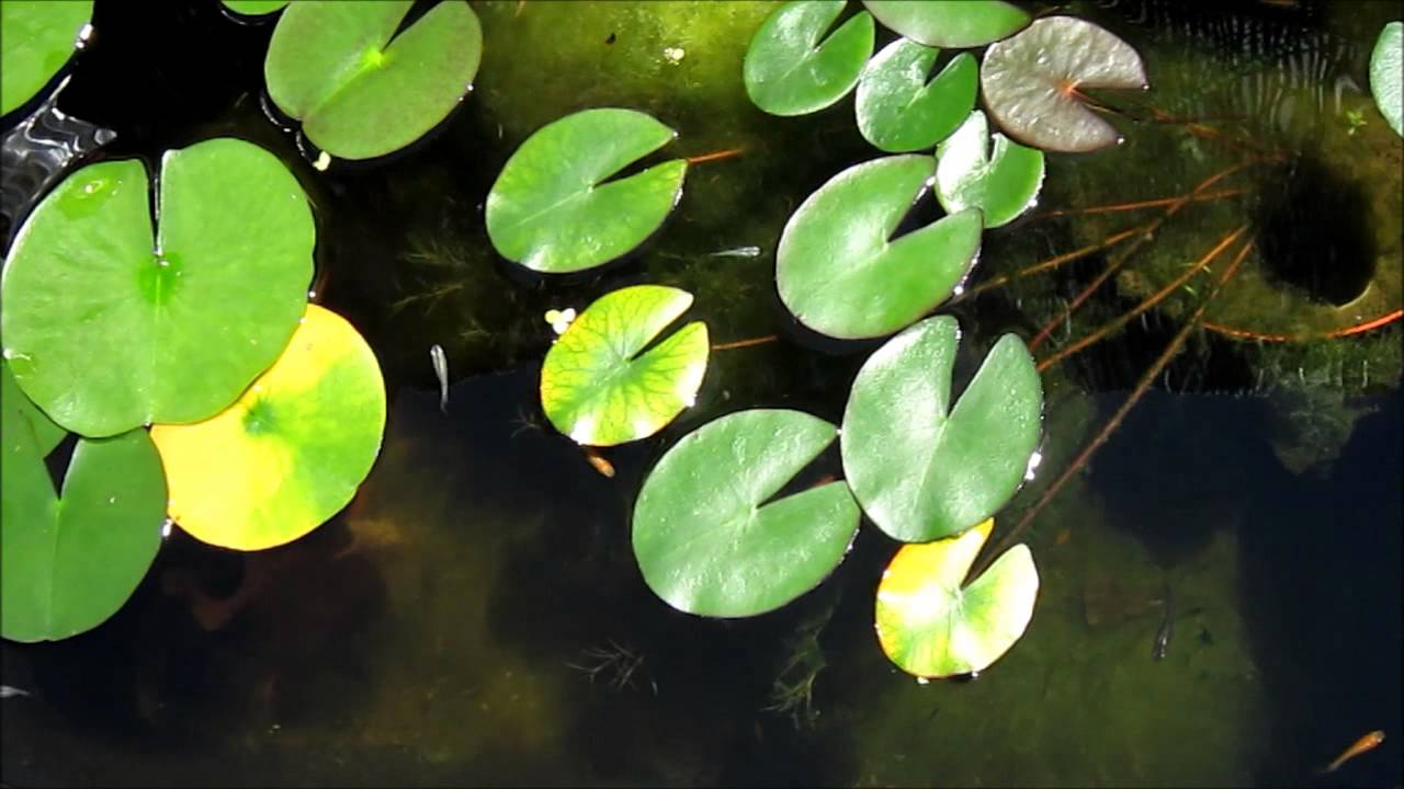 Medaka (Oryzias latipes) in pond - Japanese Rice Fish - メダカ - laghetto ...