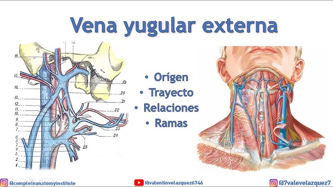 Relaciones De La Vena Yugular Interna