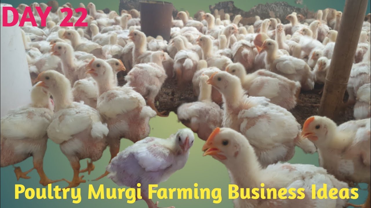 Poultry Farming Business Ideas l How To Start Poultry Farming Business ...