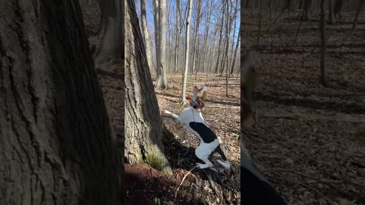 Treeing Walker Coonhound Climbing Tree