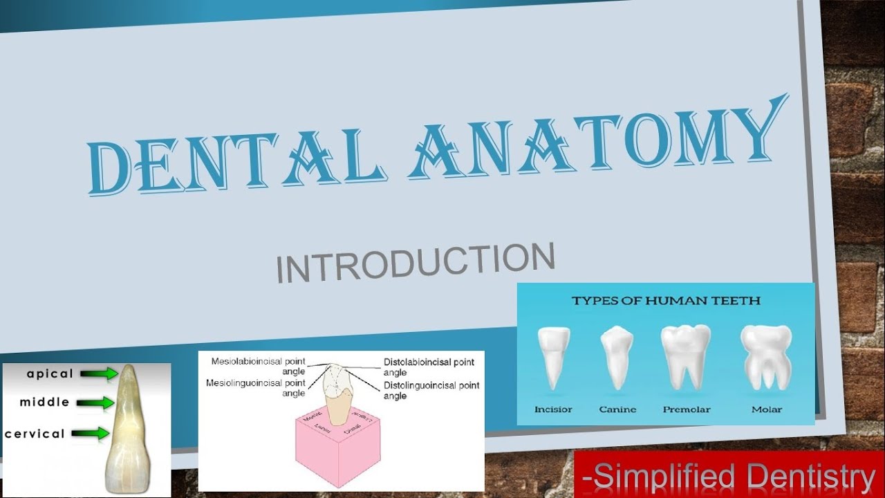 Dental Anatomy- Introduction - YouTube
