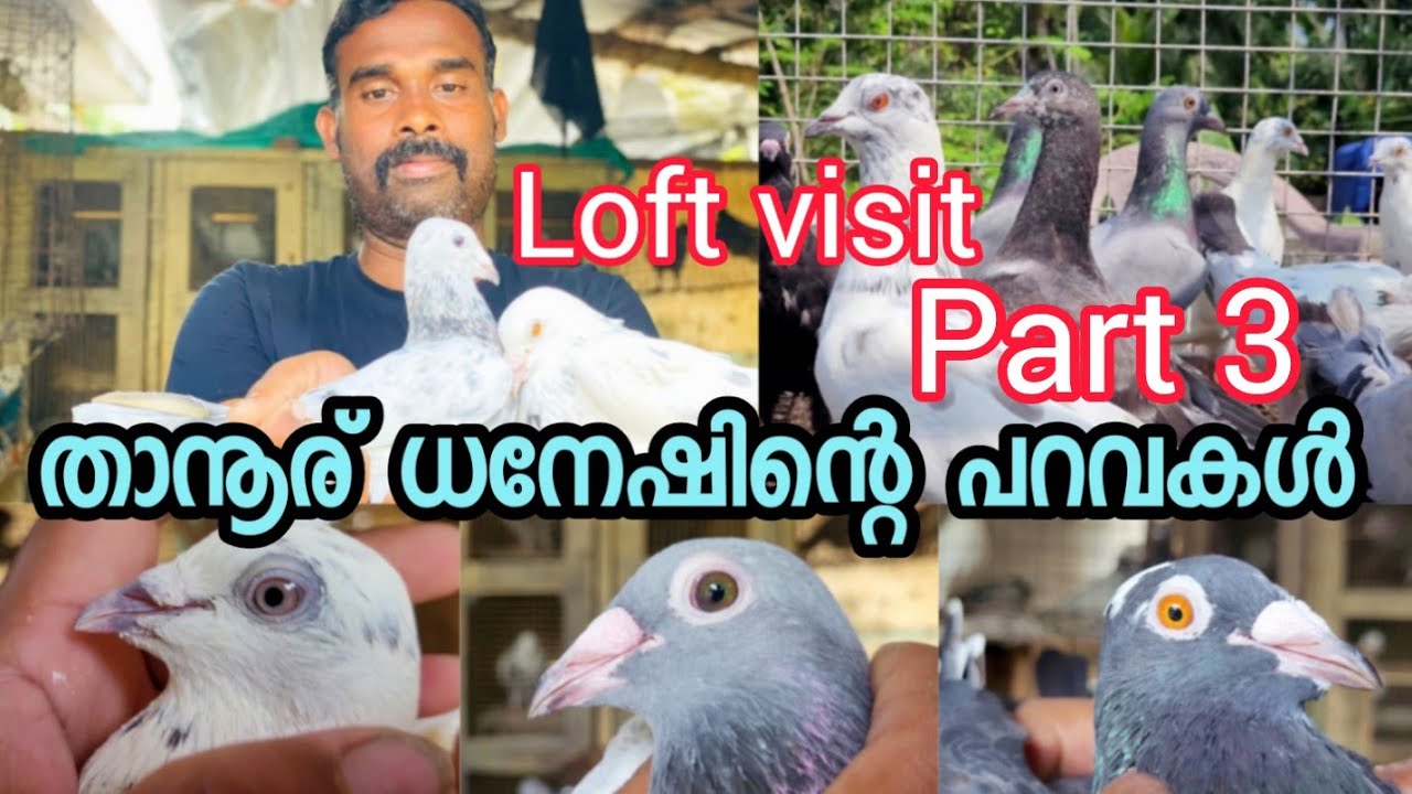 പറവ ലോഫ്‌റ്റ് മലപ്പുറം താനൂര് വിനോദിന്റെ വാനമ്പാടി പറവ ലോഫ്റ്റ് part 3 ...