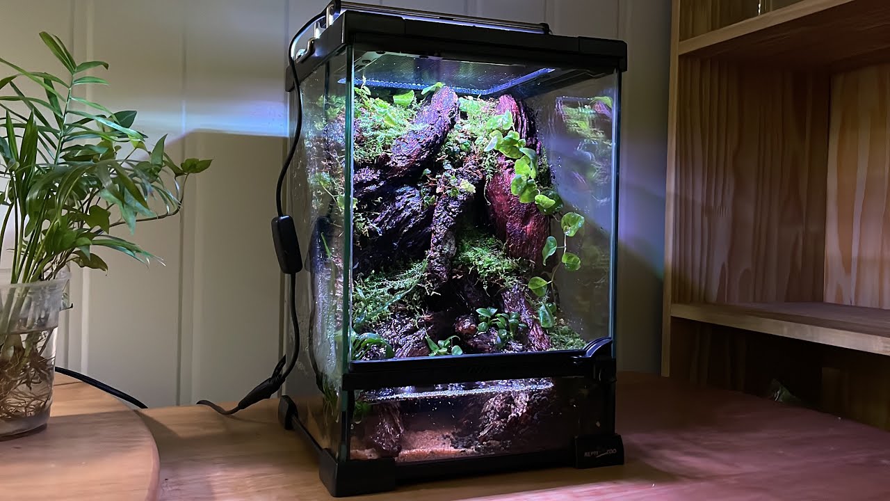 My first enclosed mini paludarium/나의 첫 밀폐형 미니 팔루다리움 - YouTube