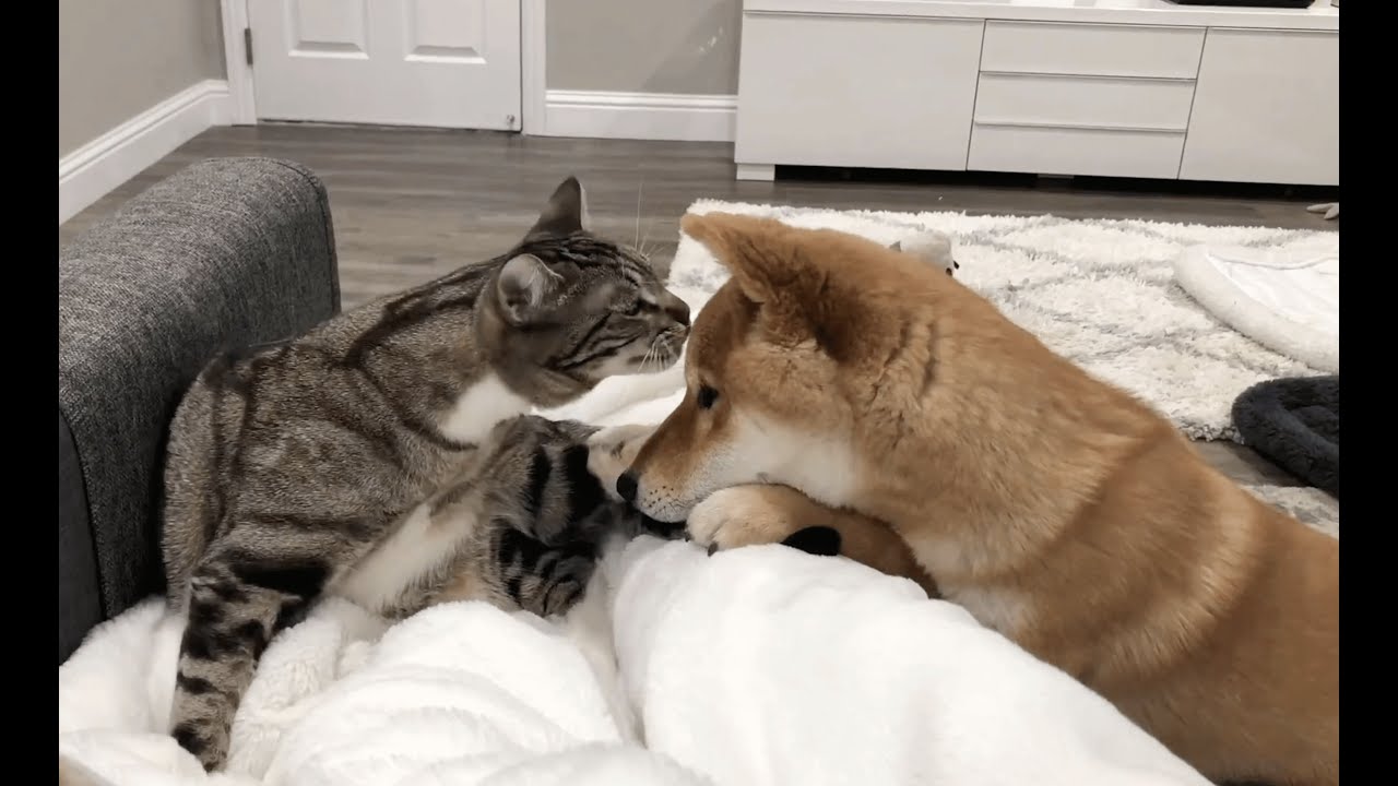 Shiba Inu vs Cat funny moments: cat kisses dog - YouTube