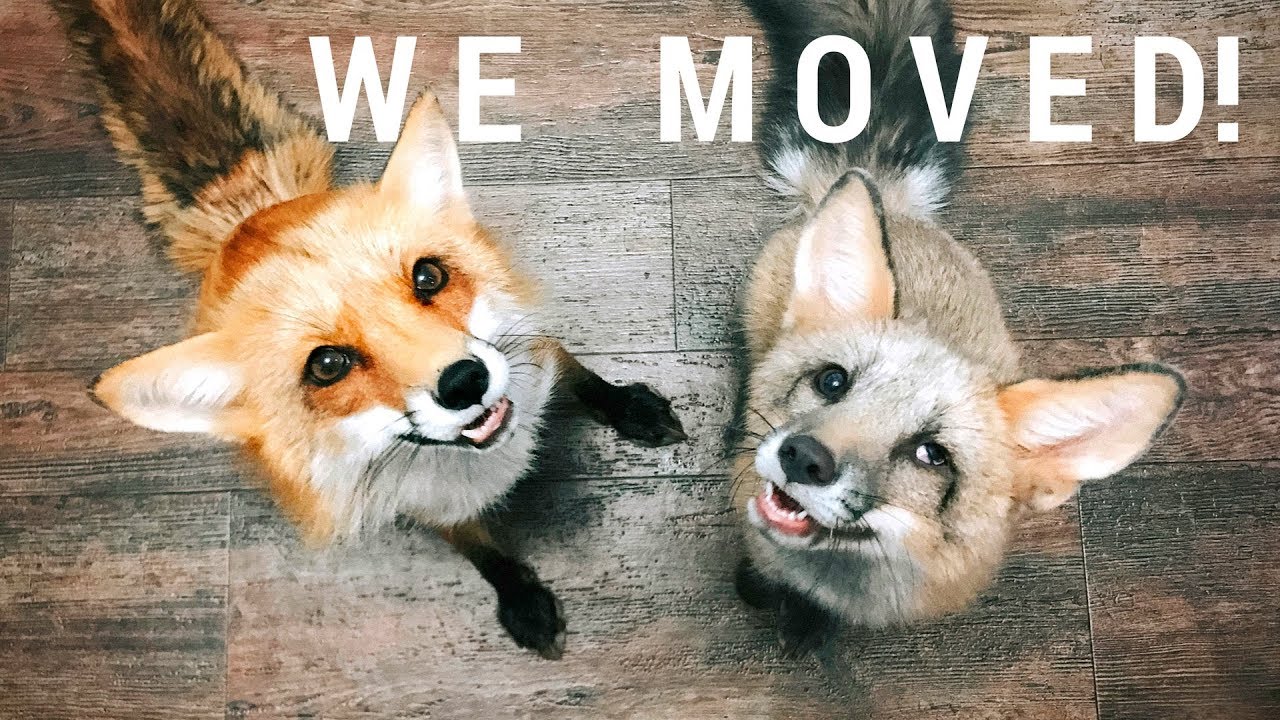 Juniperfoxx | We Moved! - YouTube