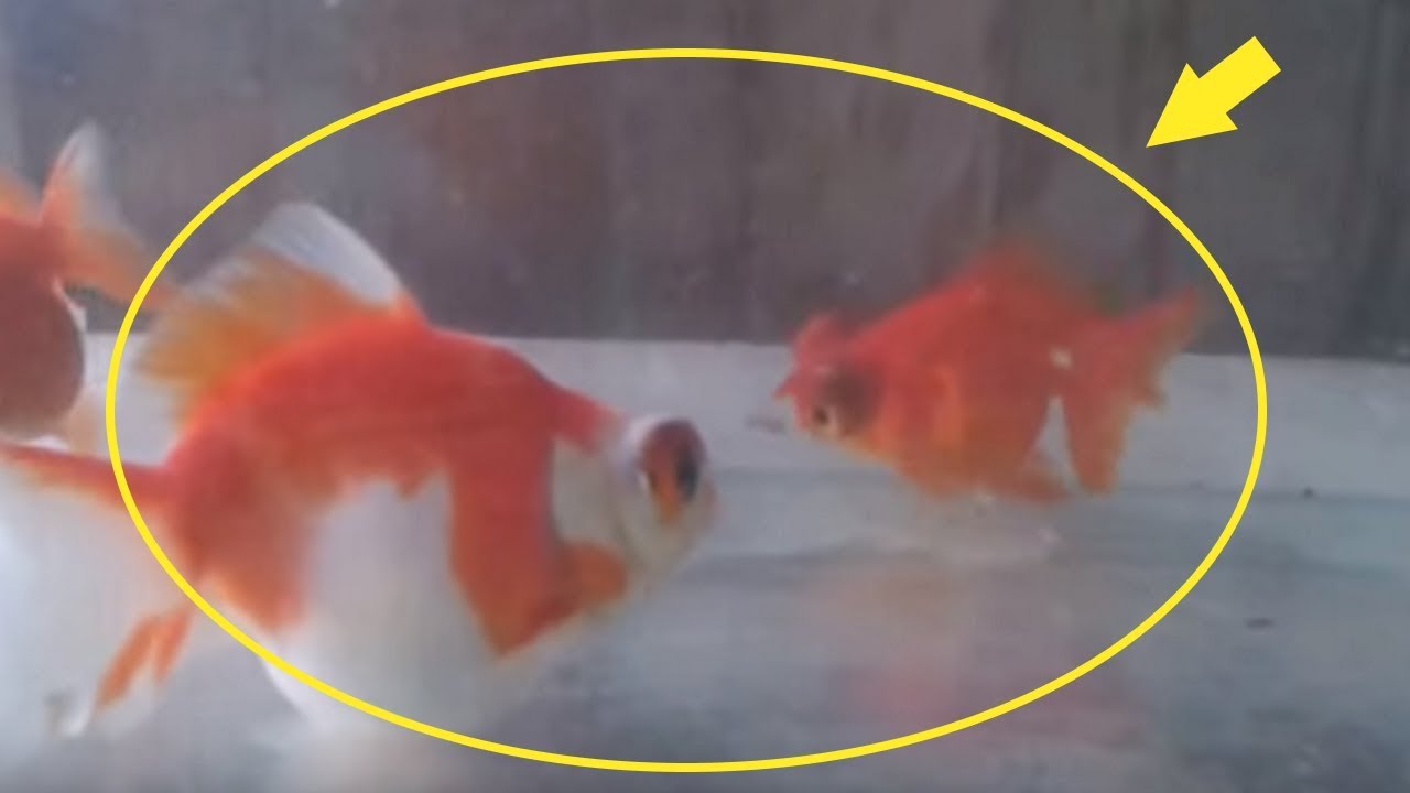 demekin goldfish that you need to know - YouTube