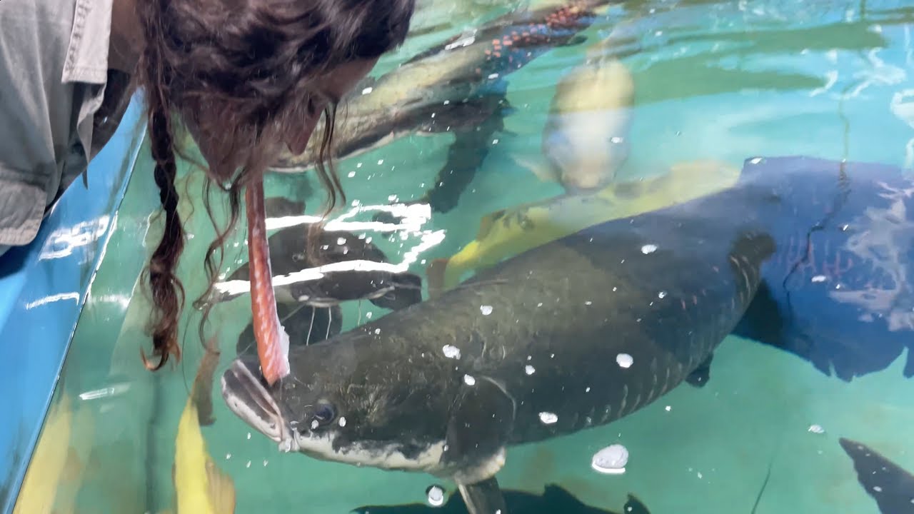 Predatory Fins Monster Fish Mouth to Mouth 😂 - YouTube