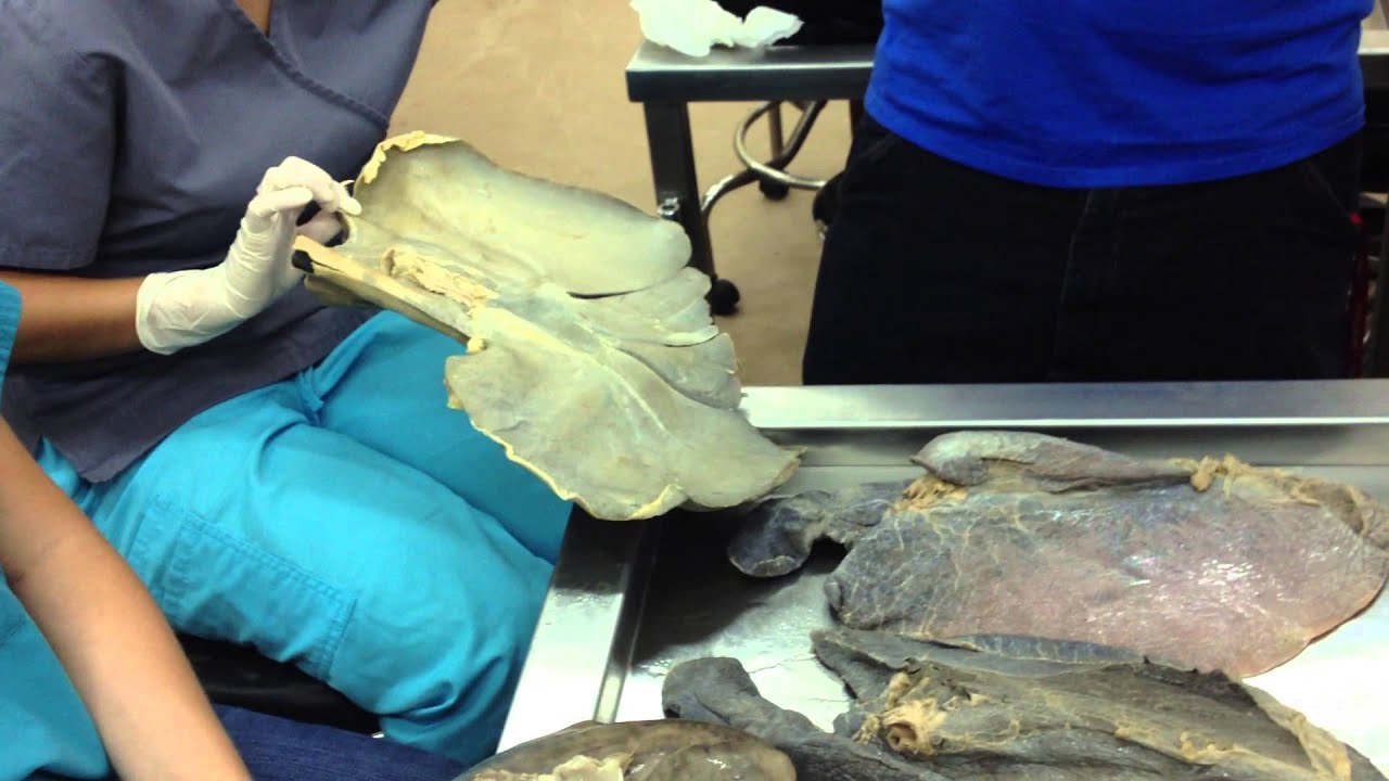 SGU SVM DES Anatomy Lung and Liver (Donkey) - YouTube