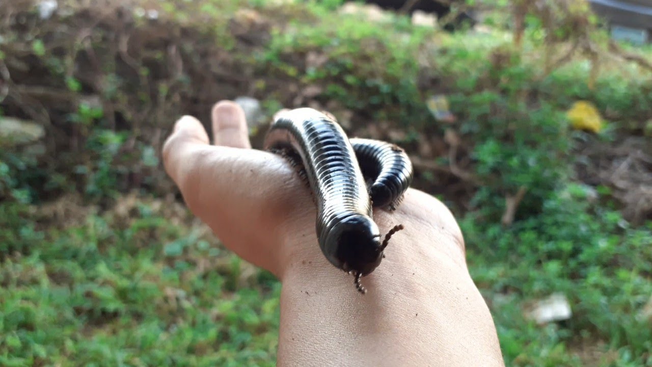 Giant Blue Millipede - YouTube