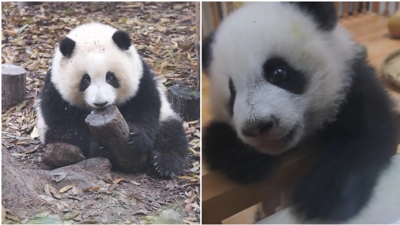Baby HeHua Able to Climb the Trees and Little Fu DouDou meet Her Fans ...