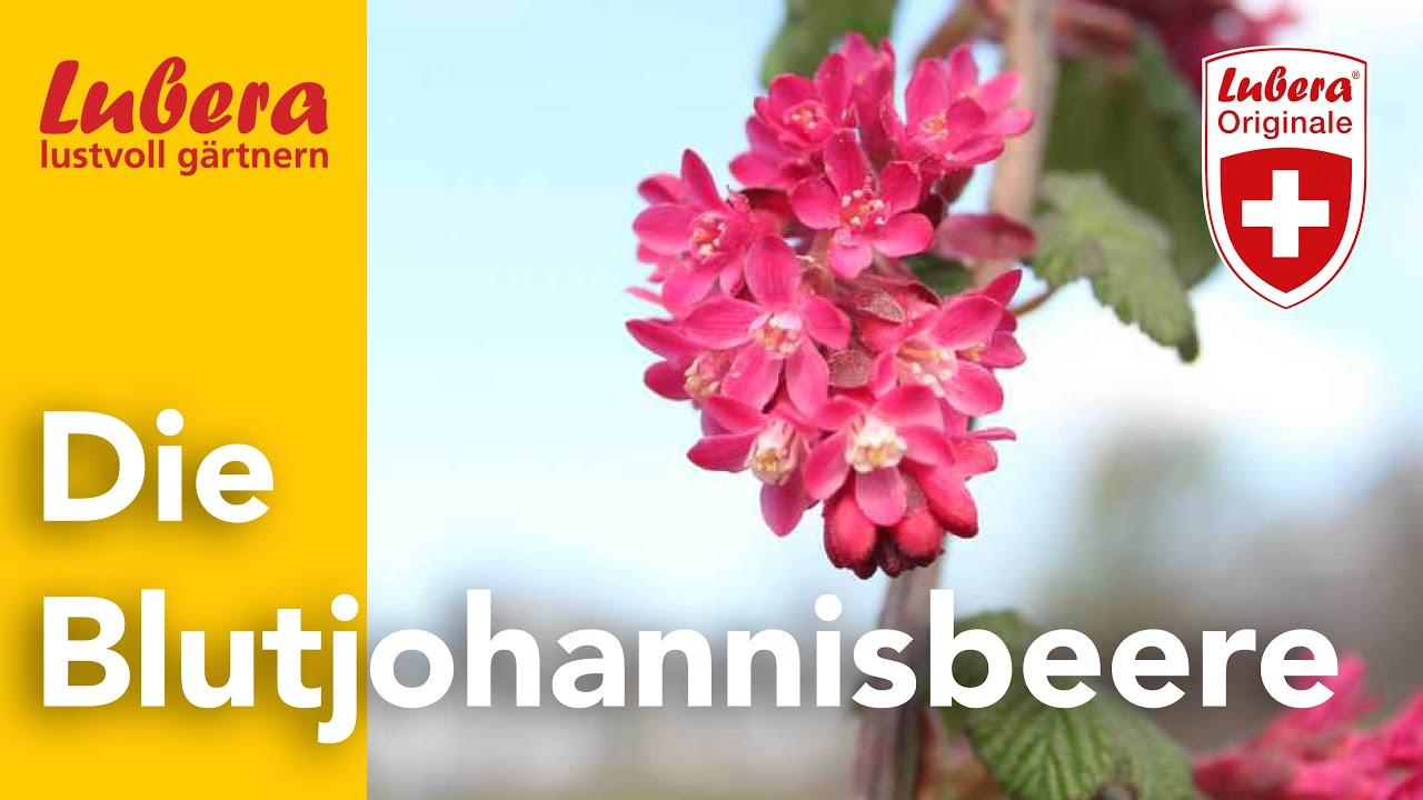 Blutjohannisbeere “RedHope”: Lubera Originale - YouTube