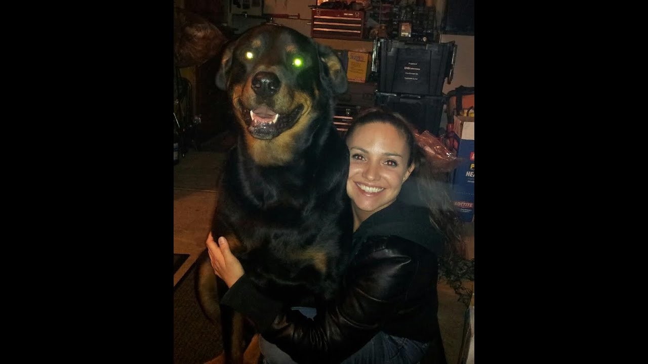 Jerry the Rottweiler's Life - YouTube