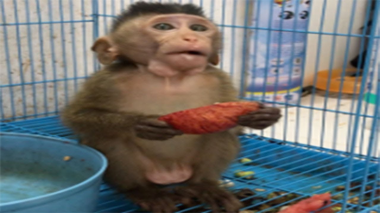 Alex monkey baby cute eating Apple and Watermelon Fruit so sweet - YouTube