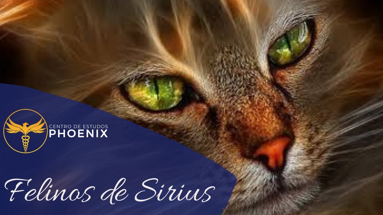 Felinos de SIRIUS - YouTube