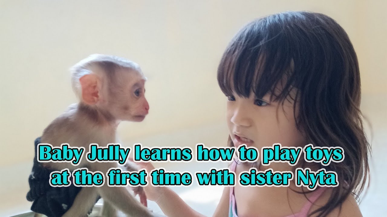 Baby Monkey Jully learns how to play toys with sister! - YouTube