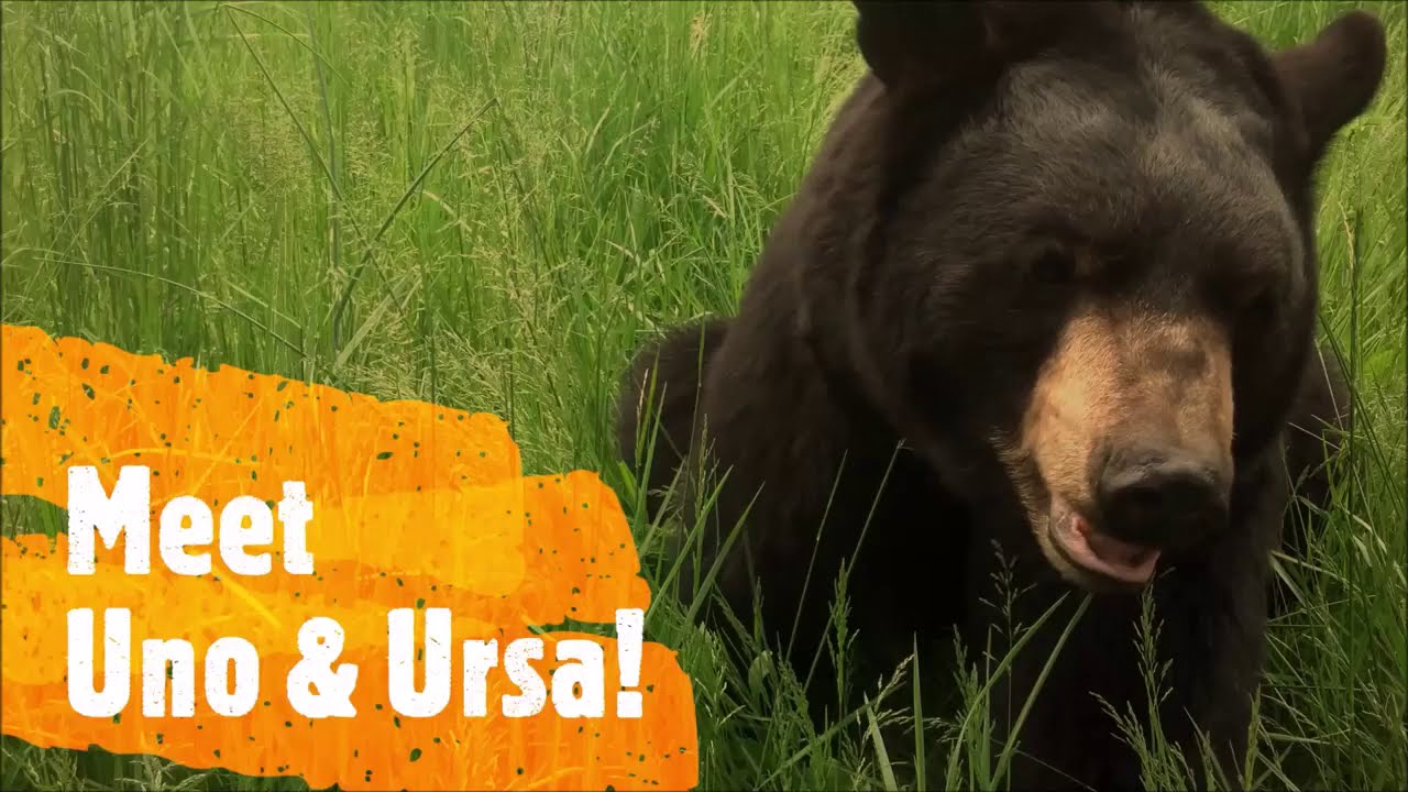 Meet Uno & Ursa, the Black Bears! - YouTube