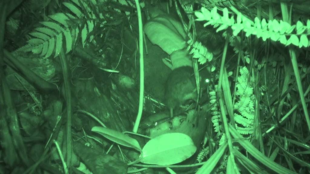 Summit rat visits Nepenthes rajah - YouTube