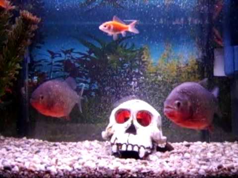 Piranha Attack - YouTube