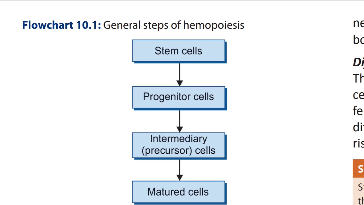 General steps of Hemopoiesis - YouTube