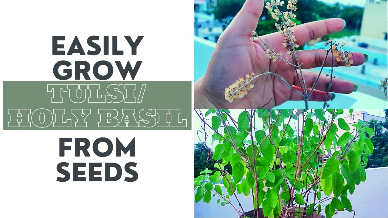 TULSI PLANTATION | EASILY GROW TULSI FROM SEEDS | CURLY GARDENER - YouTube