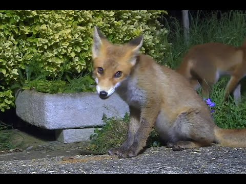 Two young foxes