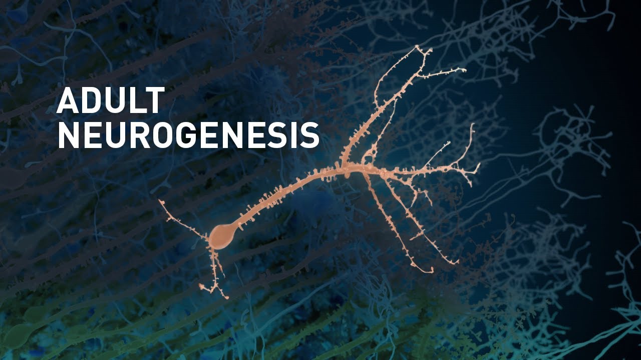 Adult Neurogenesis: adult-born neurons in the human brain - YouTube