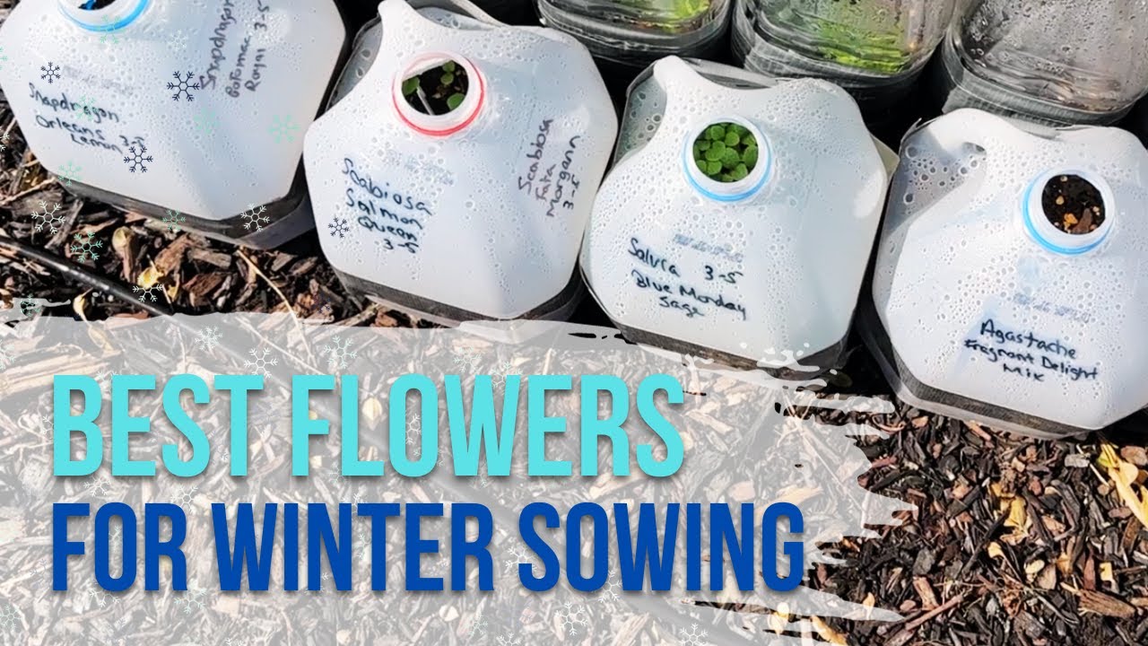 Winter Sowing - Best Flower Seeds and When to Start - YouTube