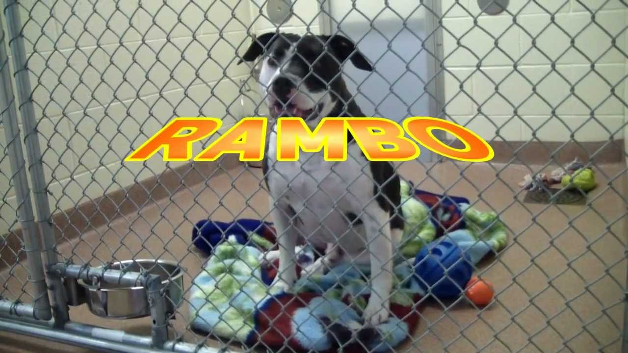 Rambo, a Pit Bull Mix - Adopt from the Humane Society - YouTube