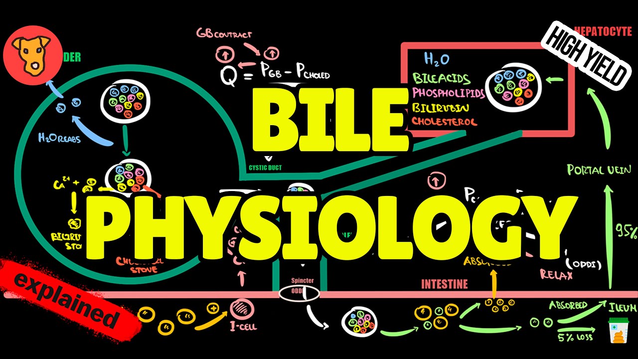Bile Physiology EXPLAINED: Enterohepatic Circulation & Bile Formation ...