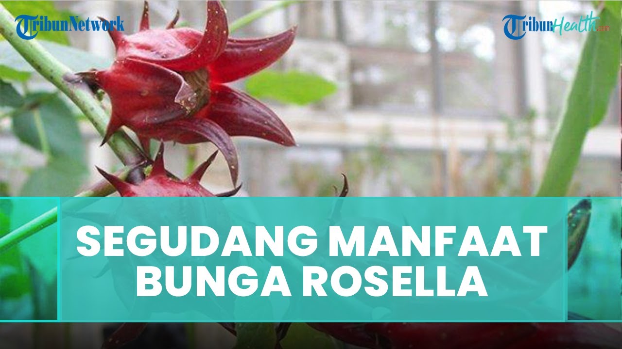 Segudang Manfaat Bunga Rosella, Mampu Mencegah Penyakit Jantung hingga ...