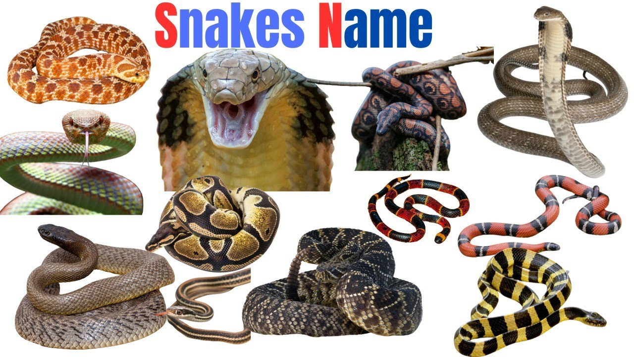 Snakes Names In English | Snakes Name With Pictures | Snake Name For ...
