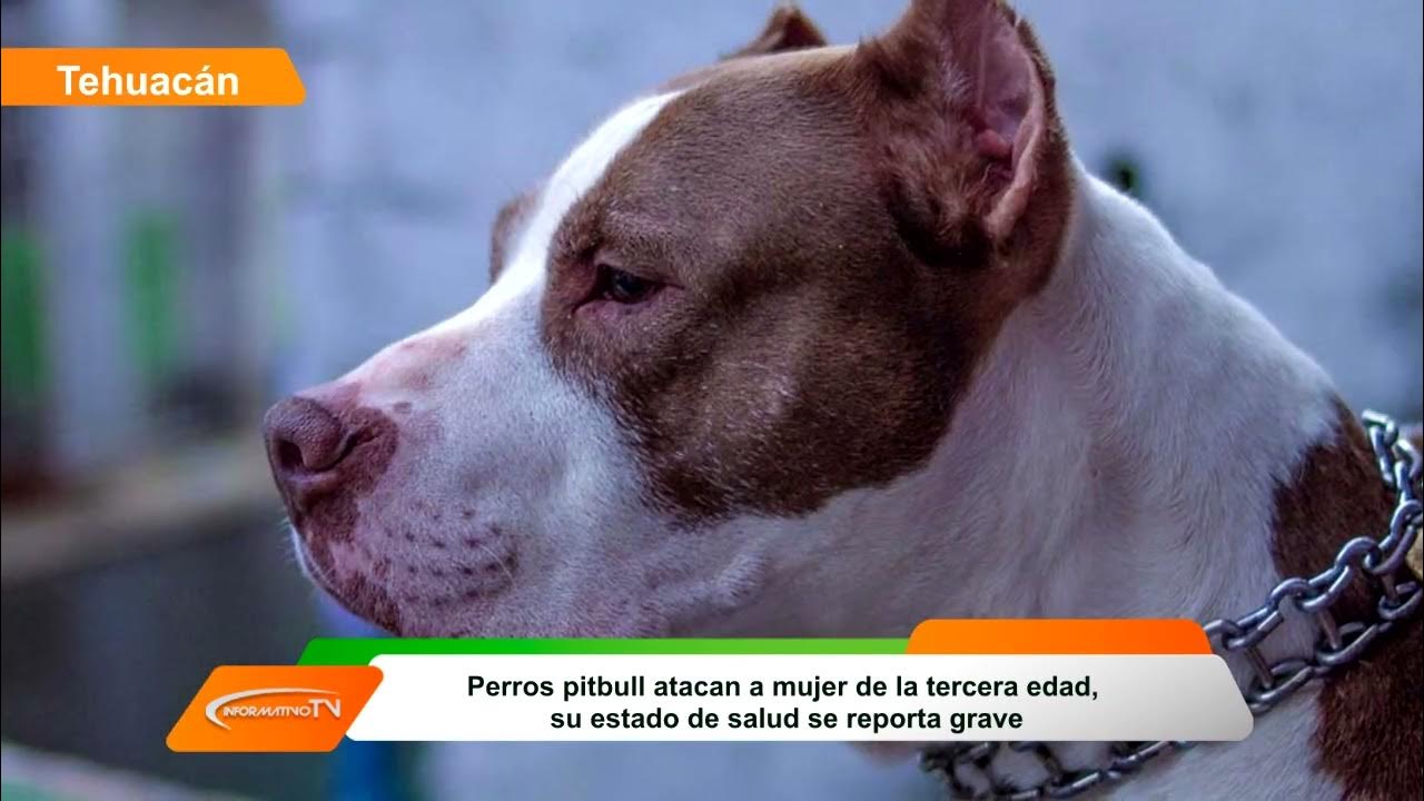 Perros pitbull atacan a Mujer de la tercera Edad en Tehuacan - YouTube