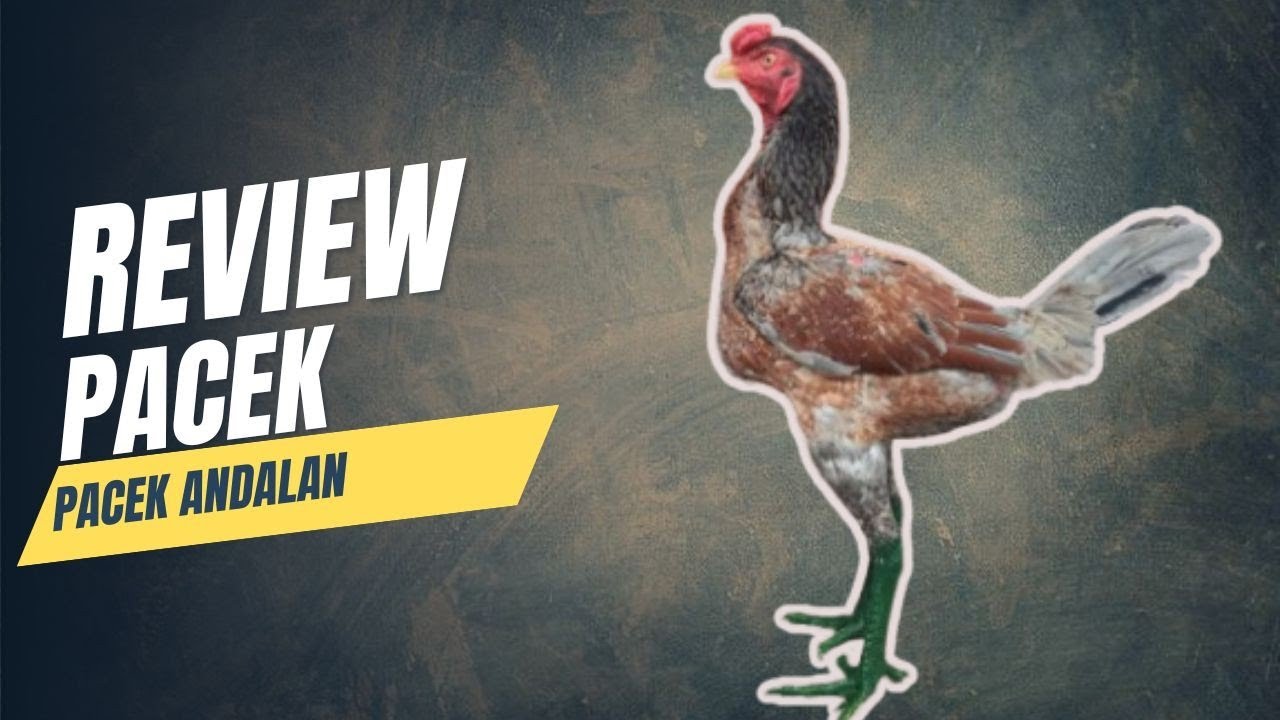 Review Pacek Pacek Kandang Ayam Bangkok dan Ayam Pama dan Mangon - YouTube