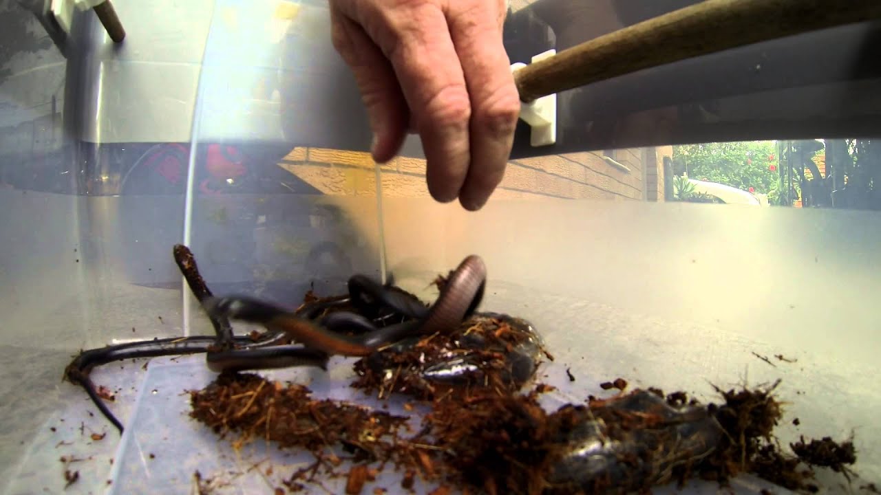 RED BELLY BLACK SNAKES BEING BORN - YouTube