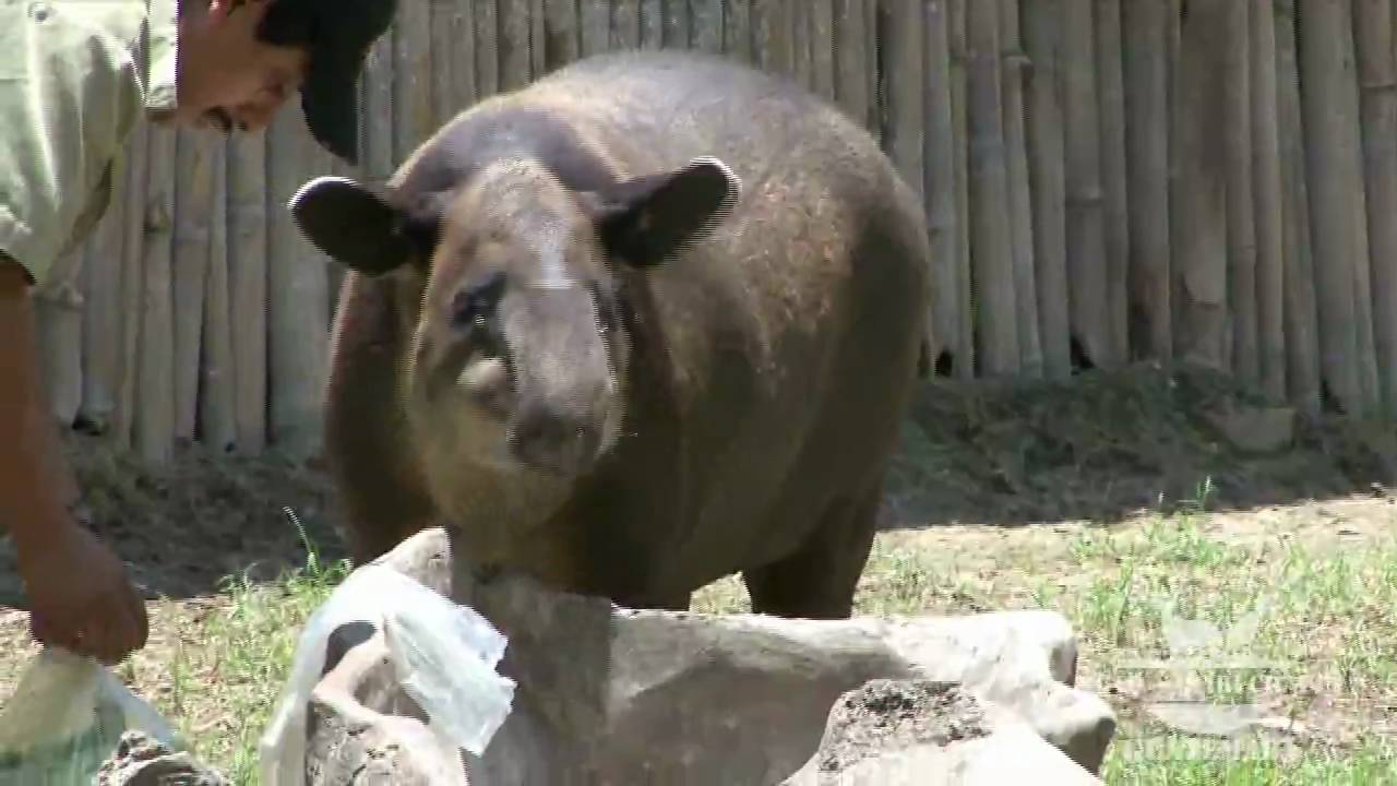 Tapir o Danta Comiendo - YouTube