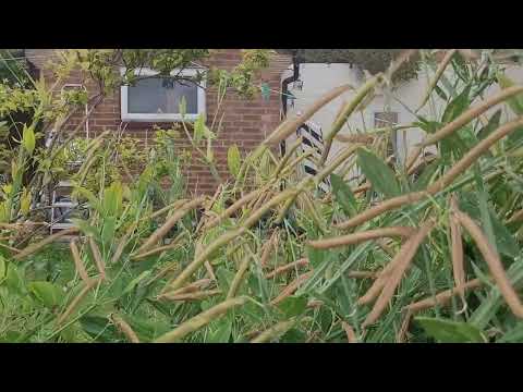 Cambridge Jigsaw Elephant S5E34 Full Episode 246