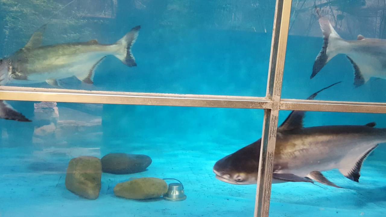 징기스칸, hi fin pangasius - YouTube