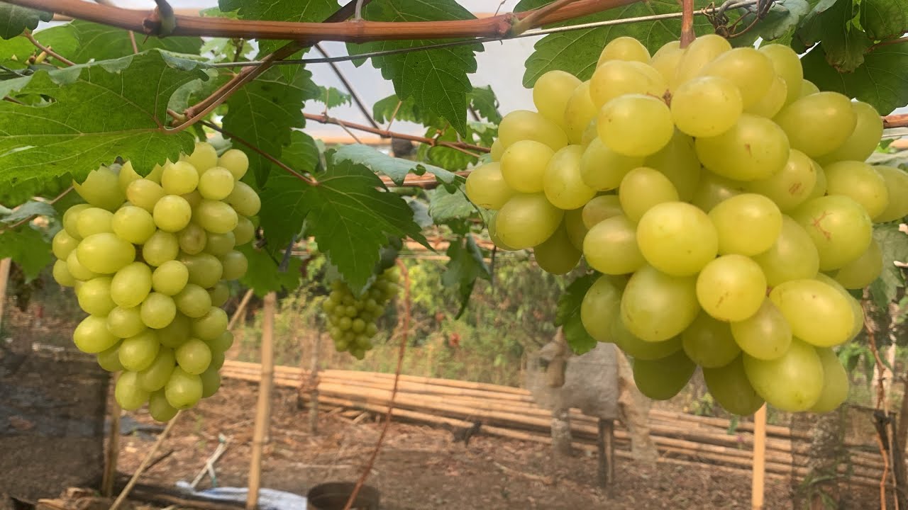 Anggur Transfigurasi/ Trans!! - YouTube