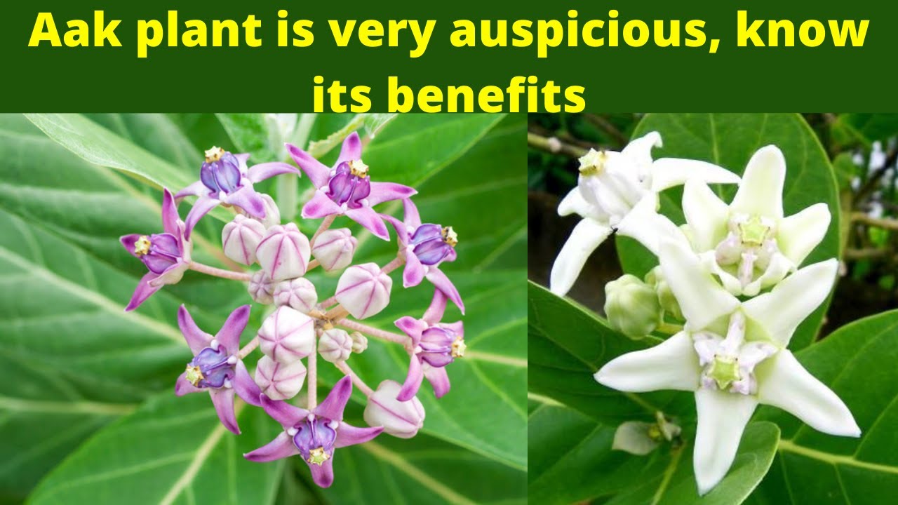 Aak plant is very auspicious, know its benefits! - YouTube